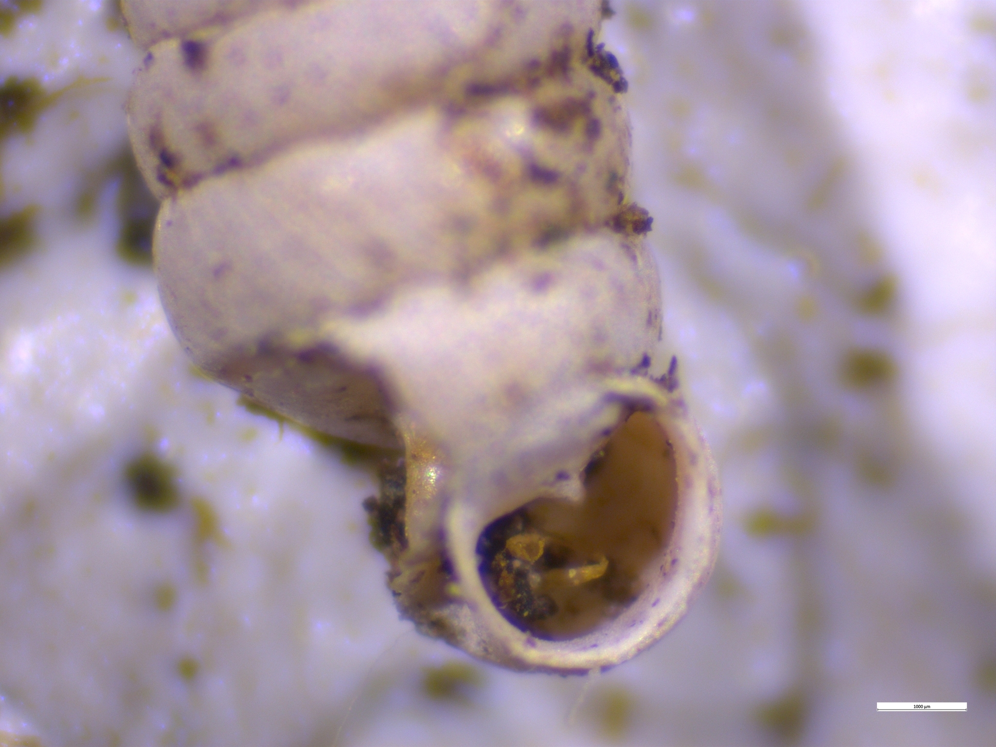 Pupilla muscorum (Linnaeus, 1758)