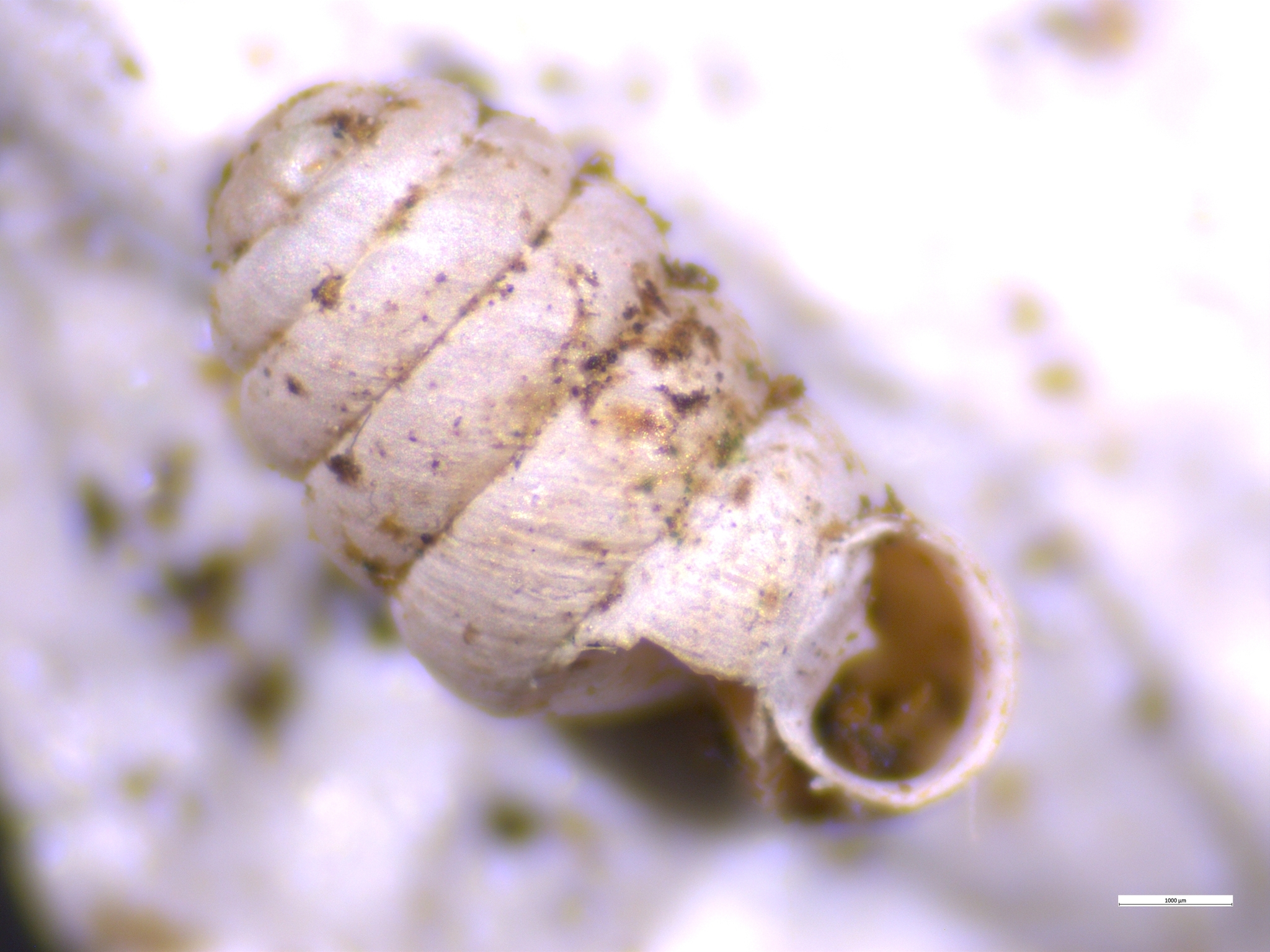 Pupilla muscorum (Linnaeus, 1758)