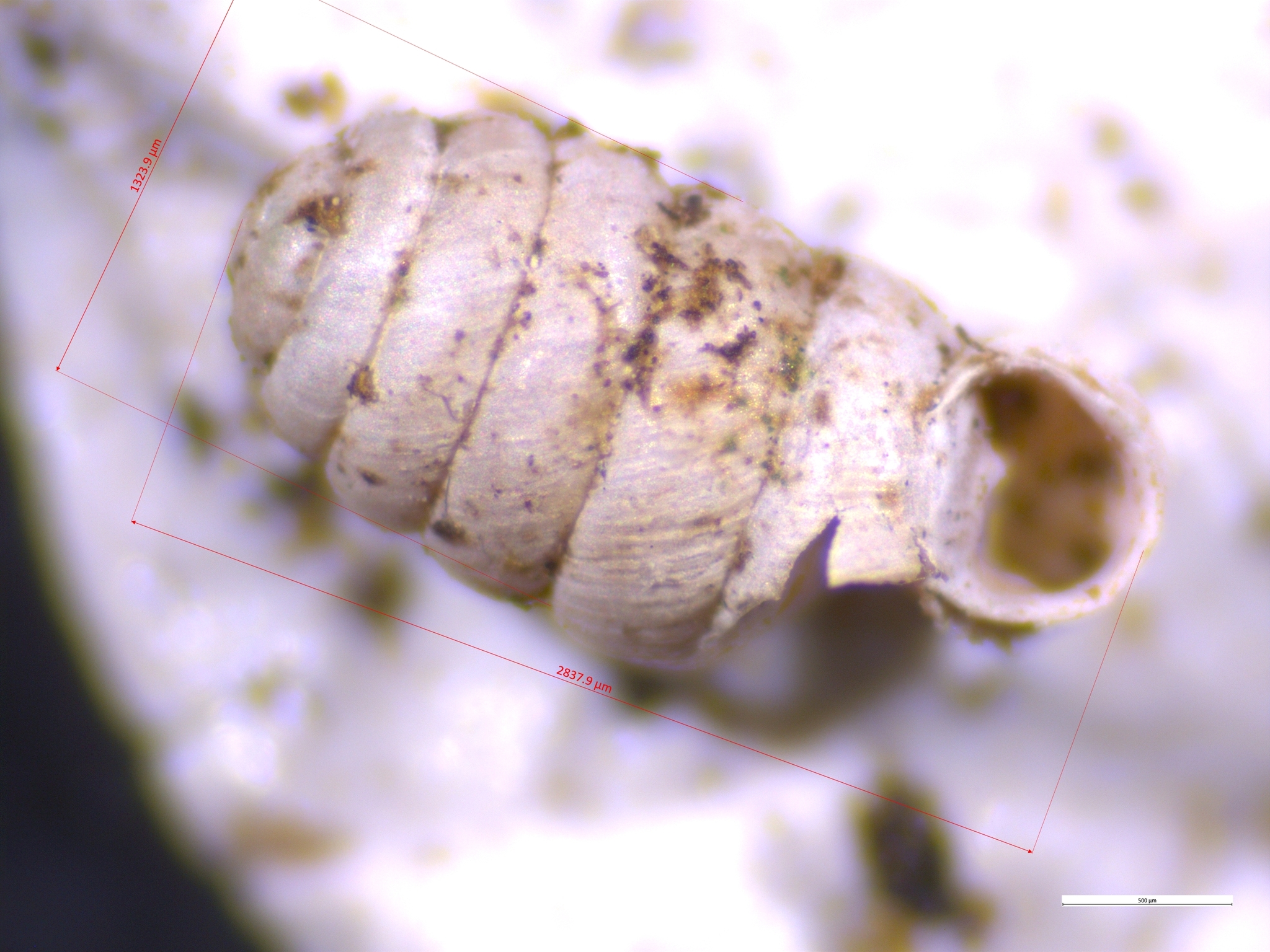 Pupilla muscorum (Linnaeus, 1758)