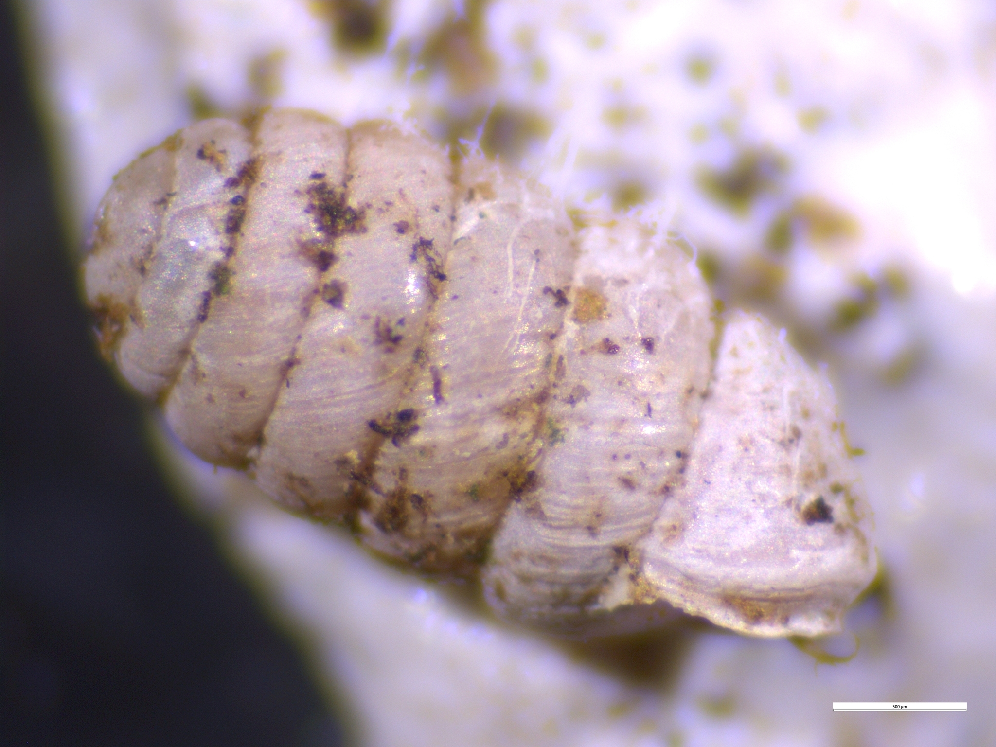 Pupilla muscorum (Linnaeus, 1758)