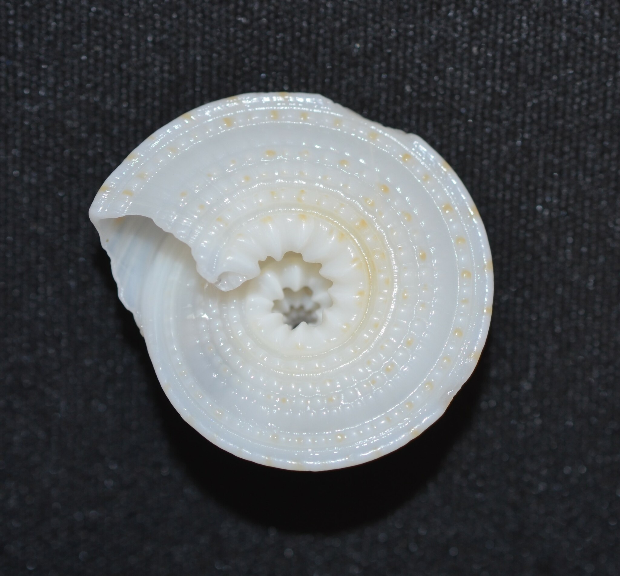 Architectonica nobilis Röding, 1798