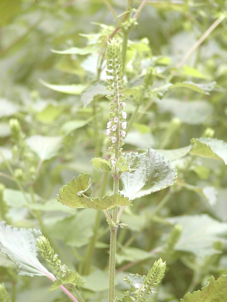 beefsteak plant from Rockdale County, GA, USA on August 24, 2006 by ...
