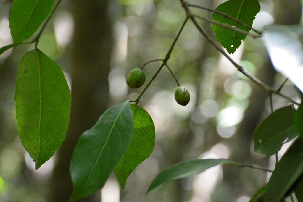 Elaeodendron trichotomum (Turcz.) Lundell