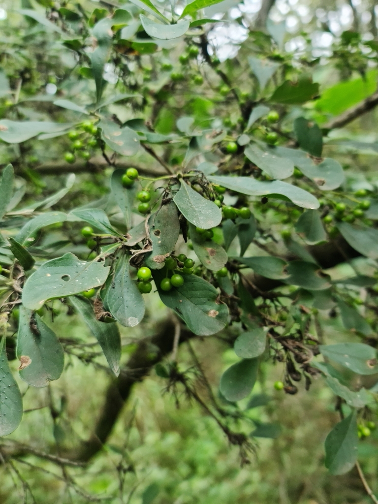 Red Ivory from Carletonville, 2499, South Africa on February 13, 2023 ...