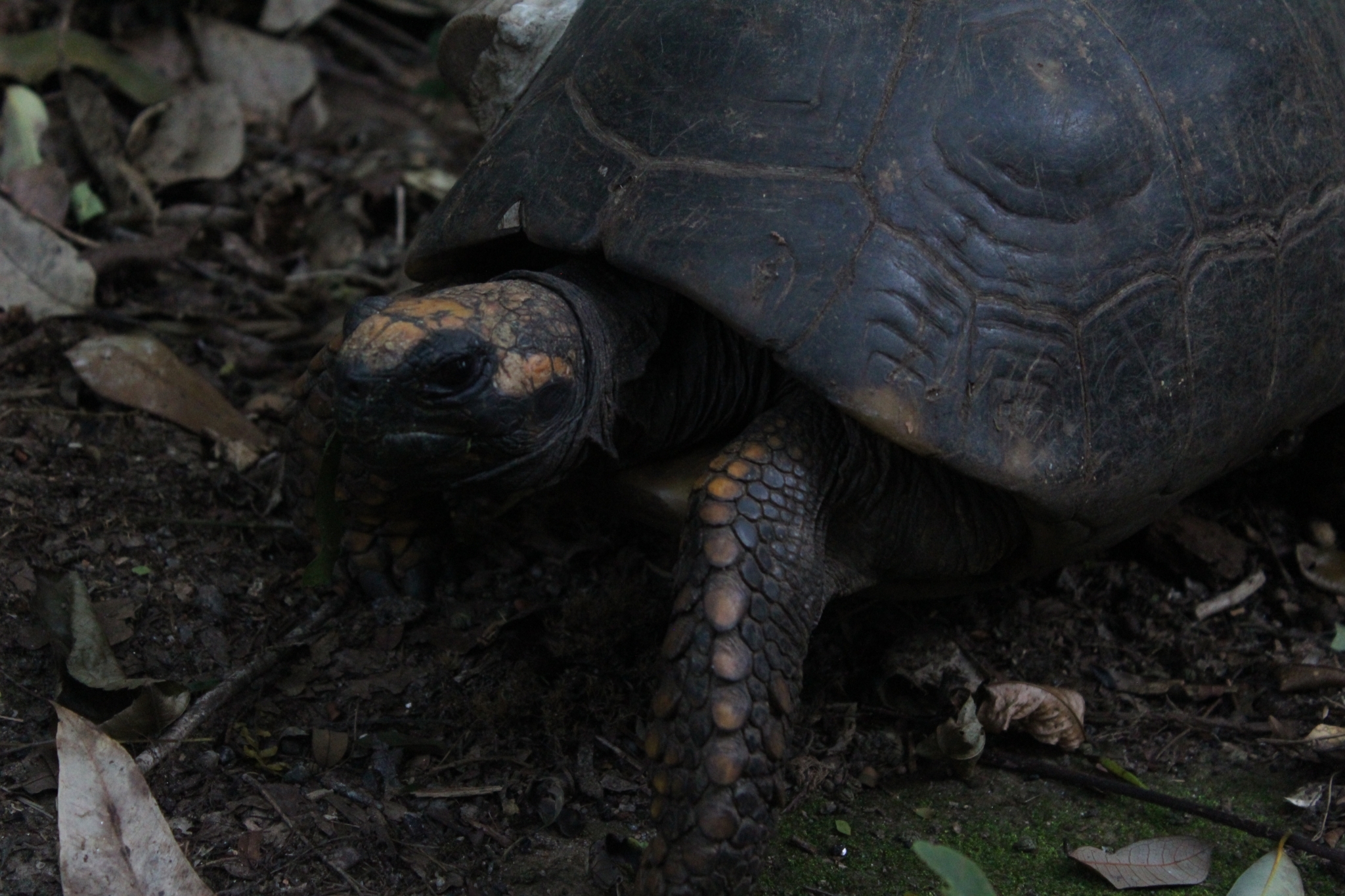 Chelonoidis denticulatus (Linnaeus, 1766)