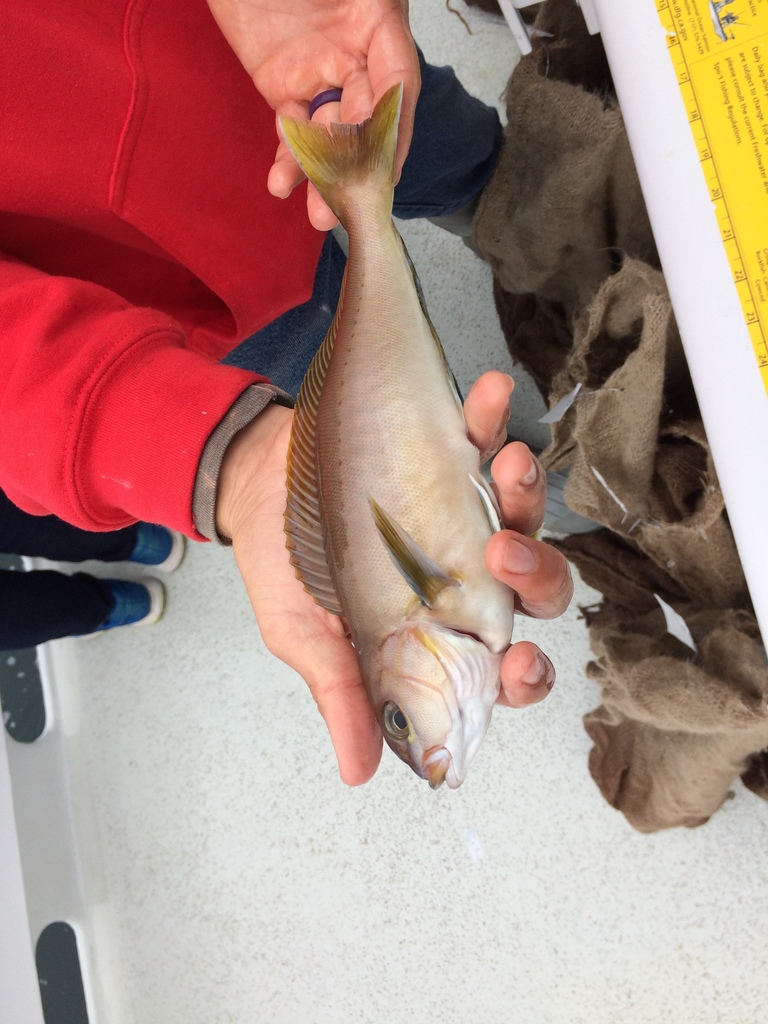 Ocean Whitefish (Caulolatilus princeps) - Marine Life Identification