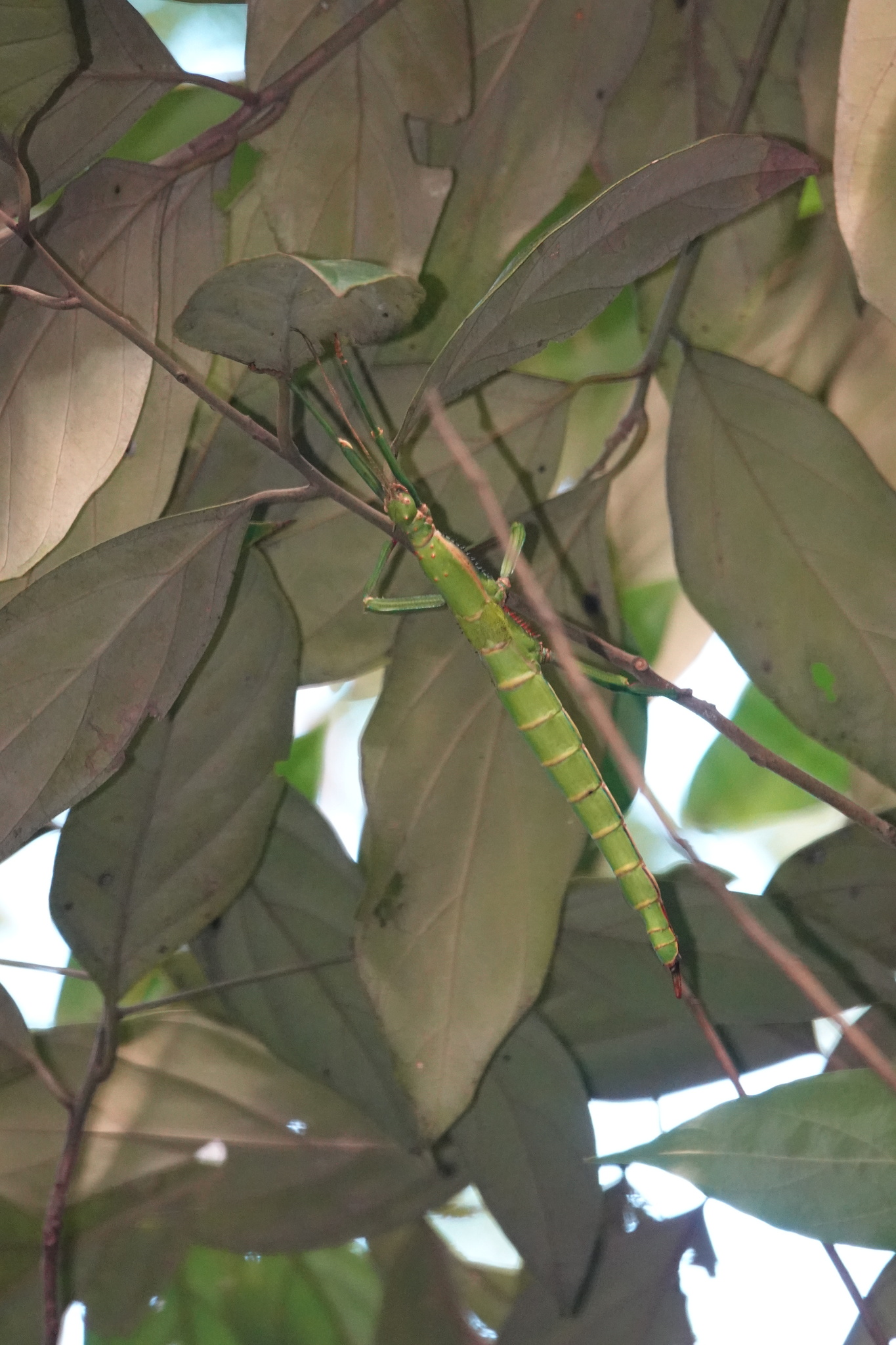 Diapherodes gigantea (Gmelin, 1789)