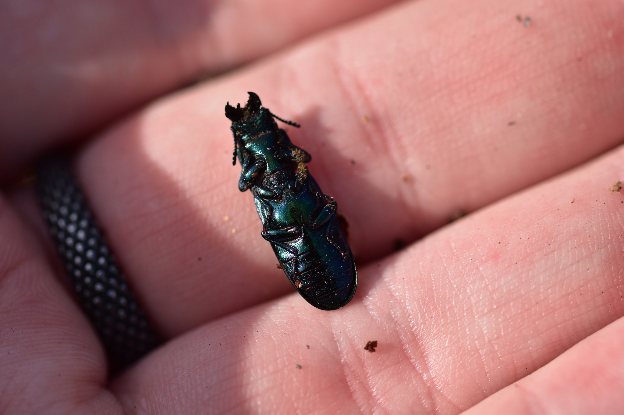 Temnoscheila Westwood, 1830