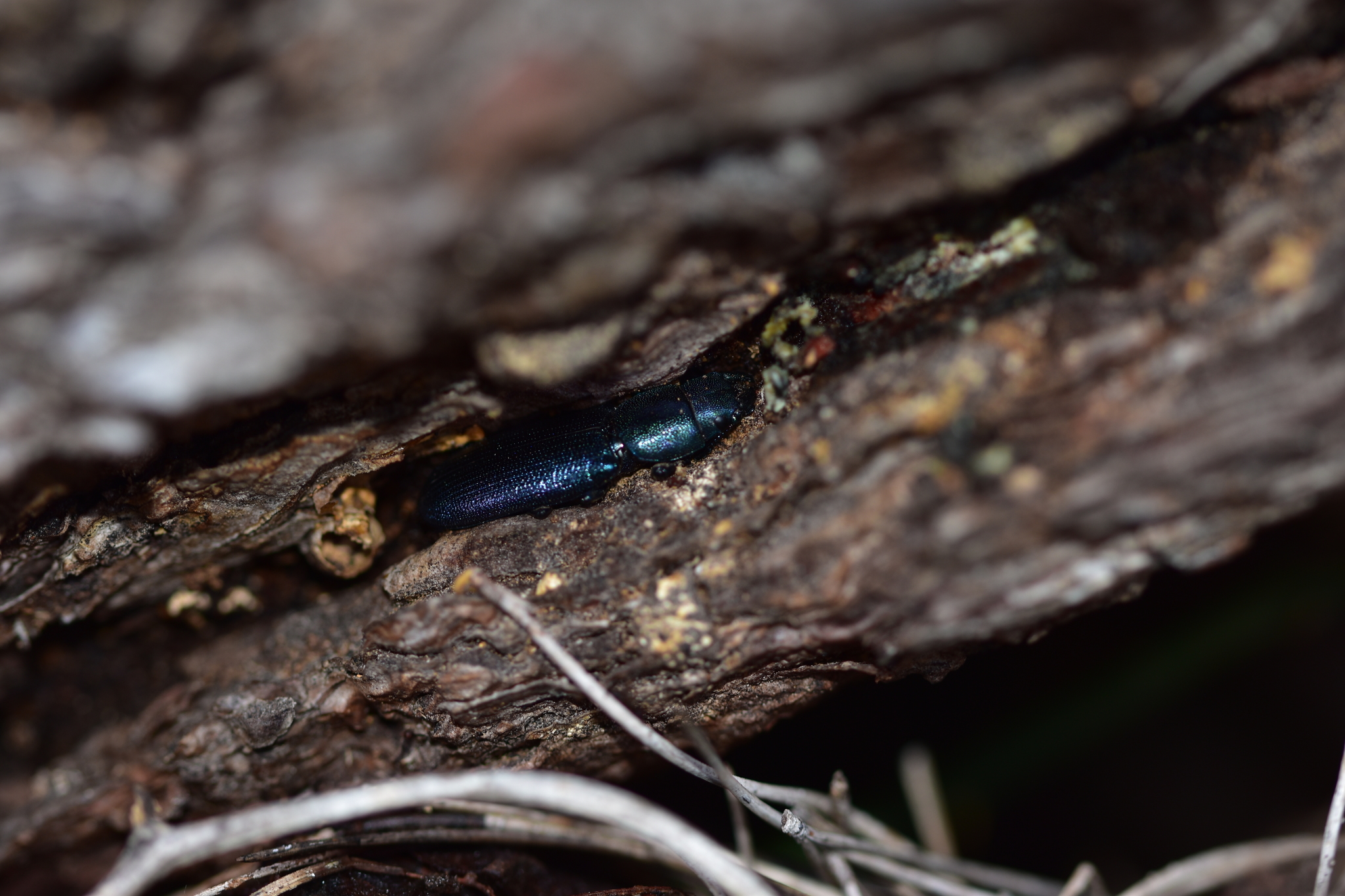 Temnoscheila Westwood, 1830