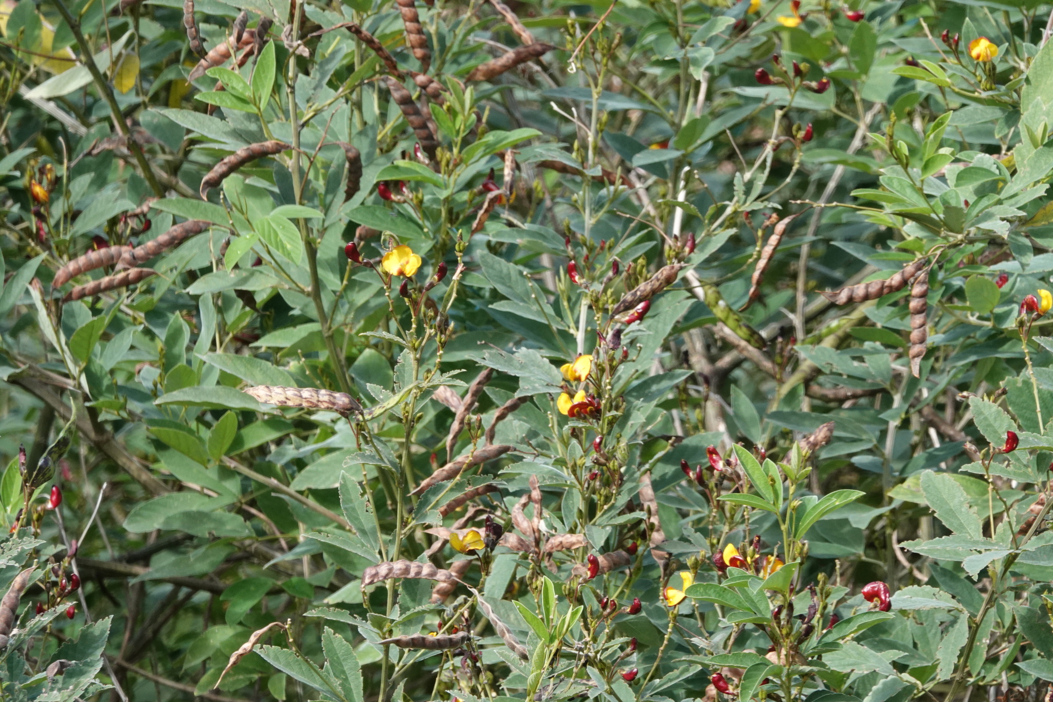 Cajanus cajan (L.) Huth