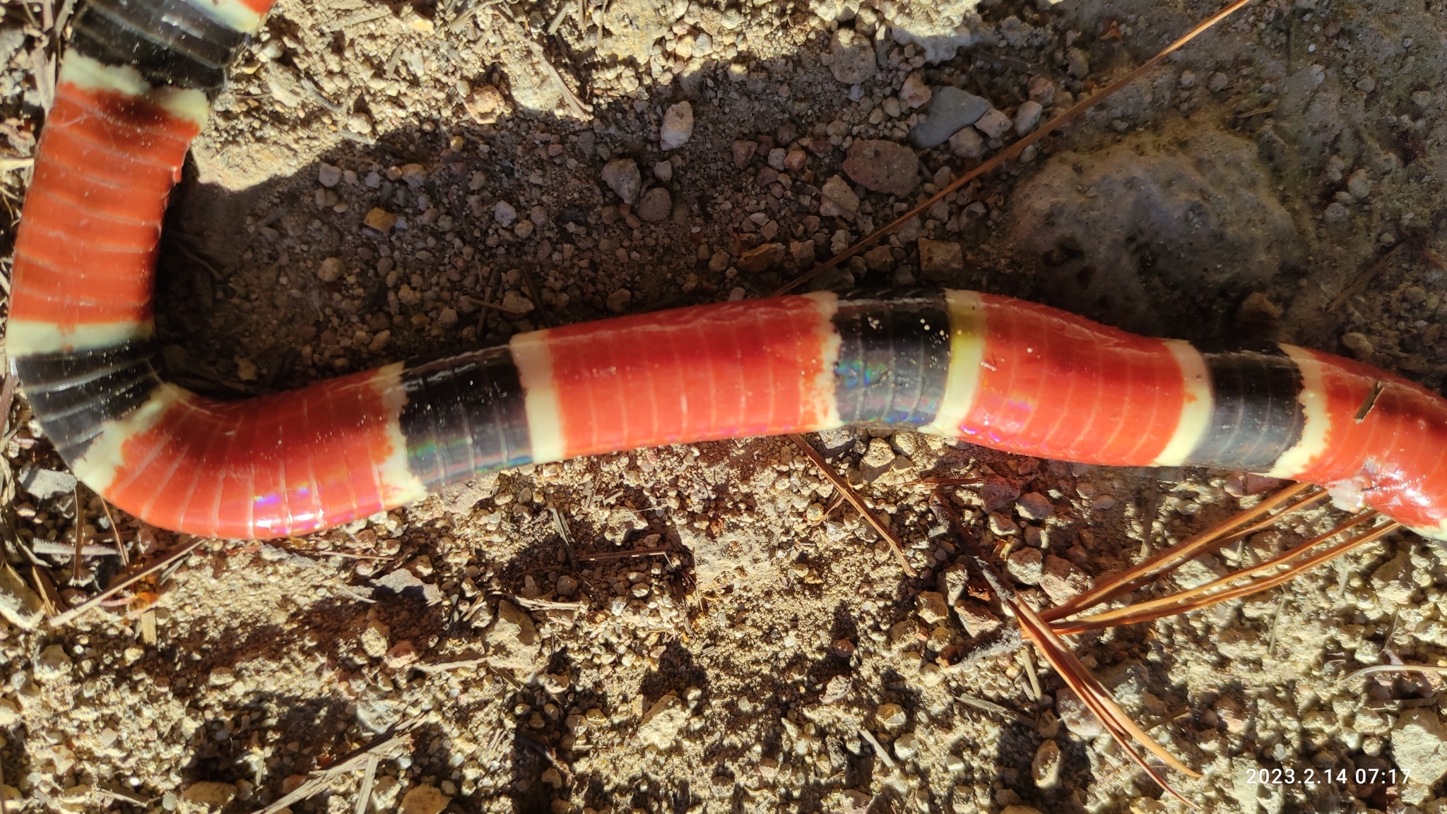 Micrurus nigrocinctus (Girard, 1854)