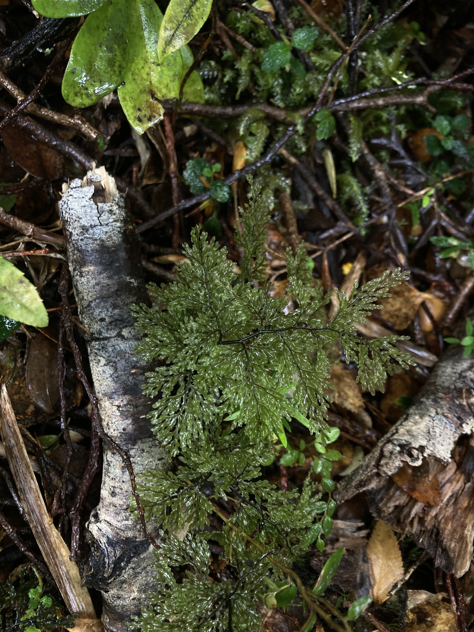Hymenophyllum dentatum Cav.