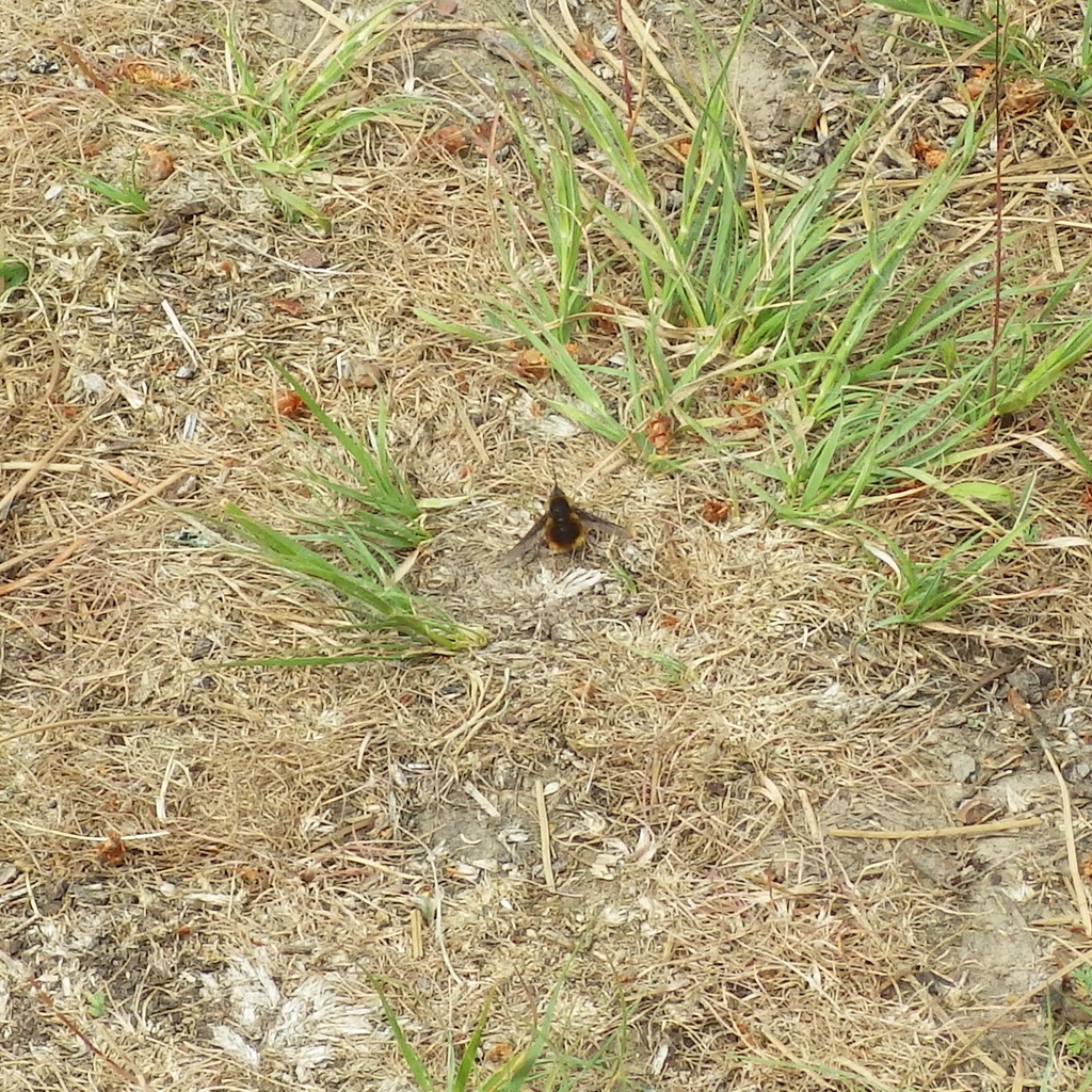 Bee Flies from , Washington, United States on May 20, 2016 at 10:51 AM ...