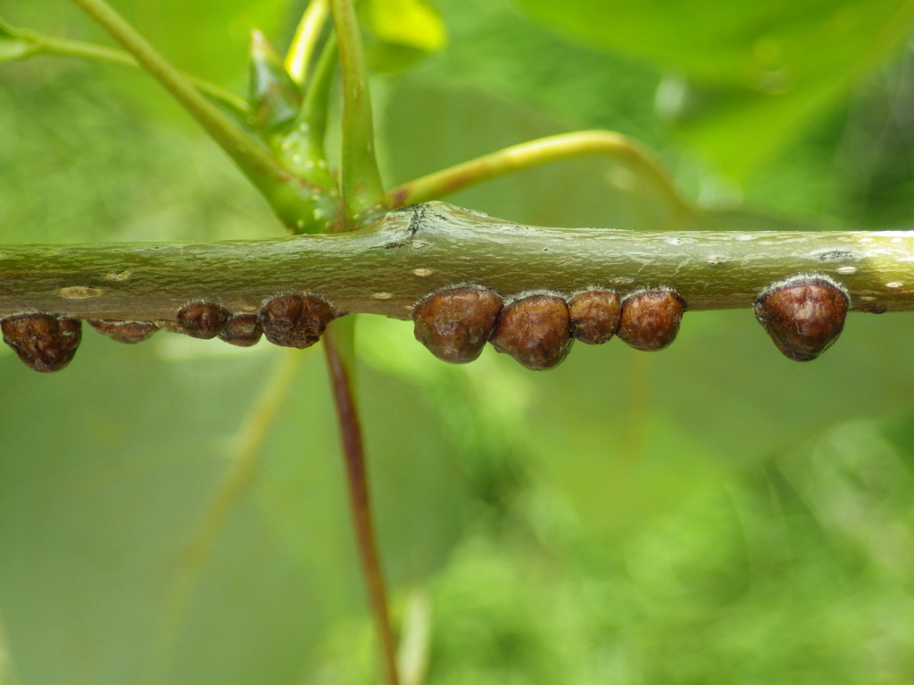 Scale Insects from Spokane, Washington, United States on June 06, 2017 ...