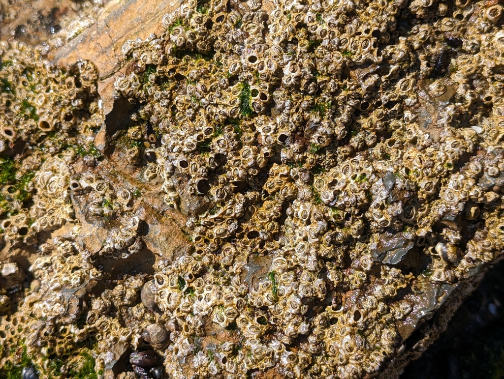 Pacific Acorn Barnacle from Newport Beach, CA 92657, USA on February 13 ...
