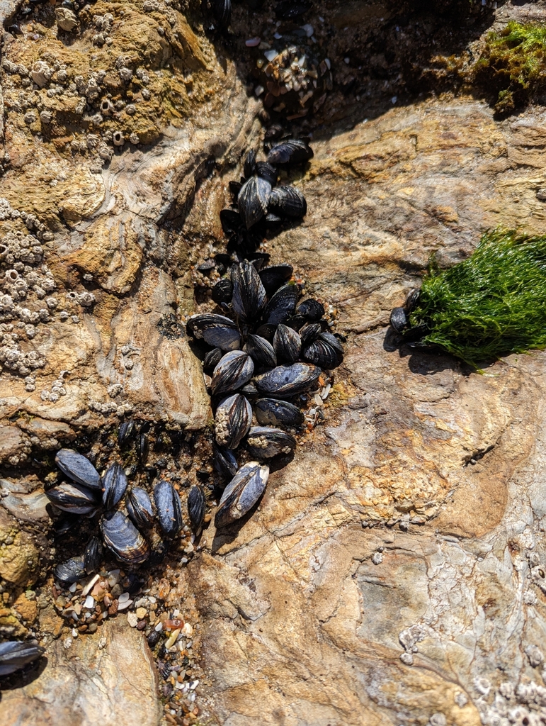 California Mussel from Newport Beach, CA 92657, USA on February 13 ...