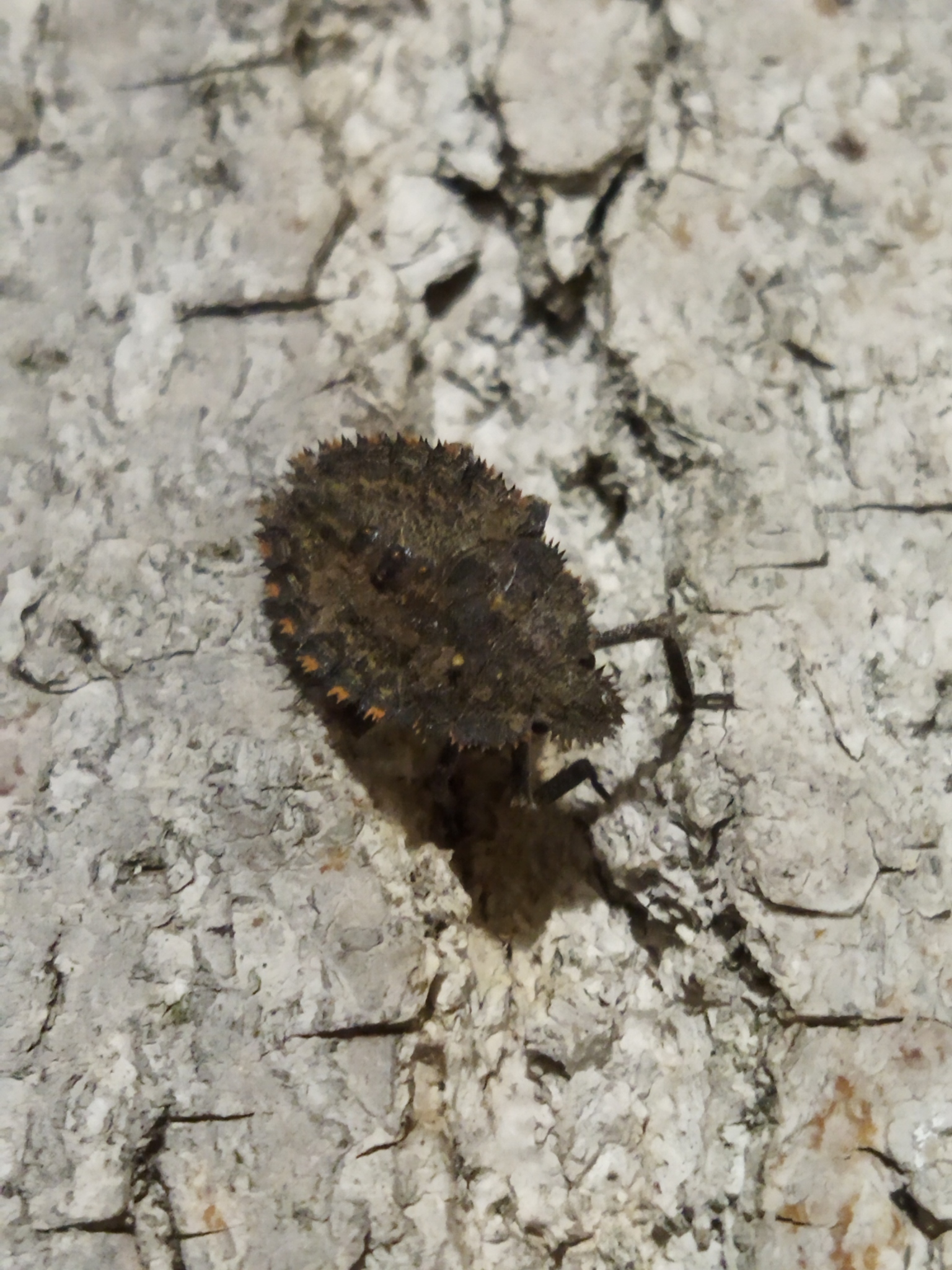 Mustha spinosula (Lefebvre, 1831)