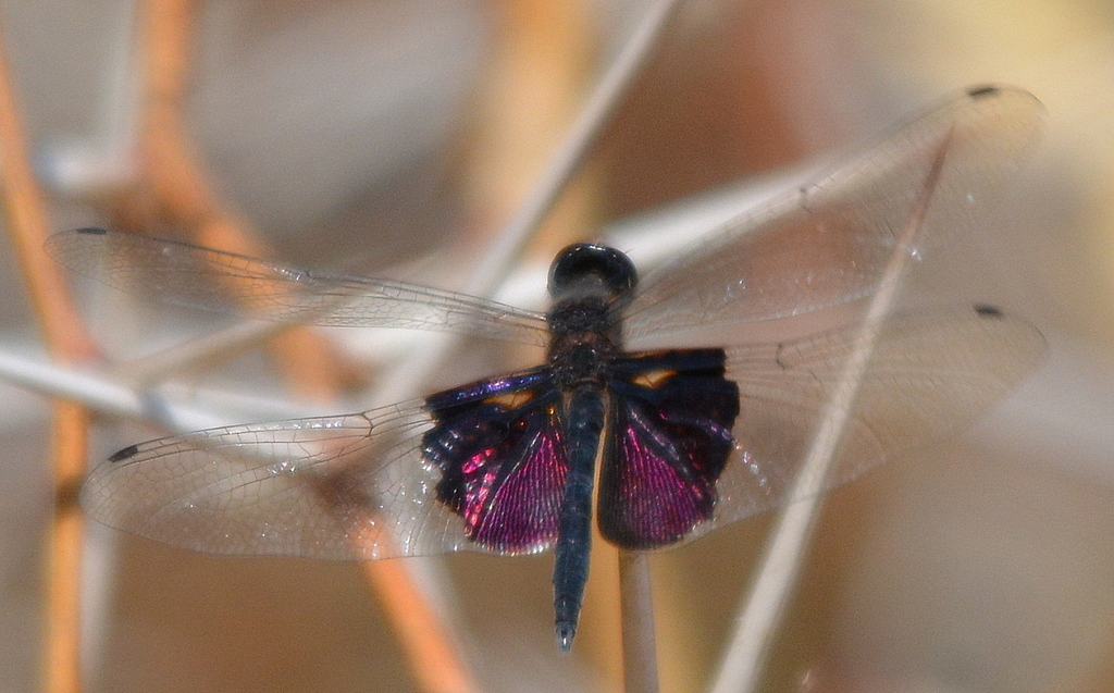 Phantom Flutterer from Letaba river, Kruger NP on September 9, 2018 at ...