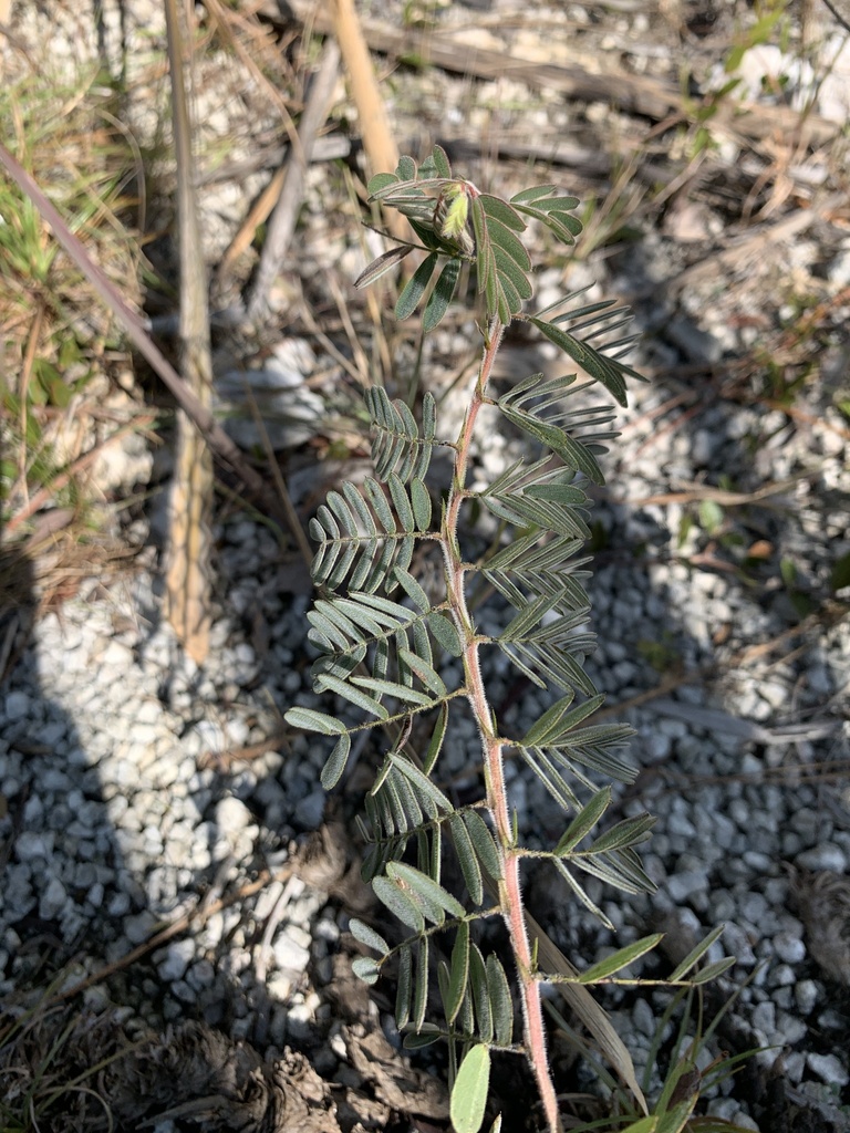 Narrowpod Sensitive Pea from Big Pine Key, Big Pine Key, FL, US on ...