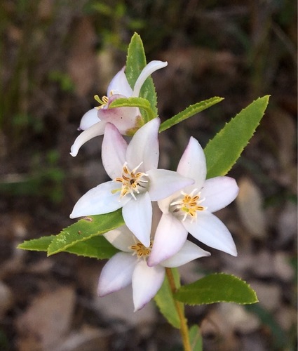 Waxflower (Crowea angustifolia) · iNaturalist Australia