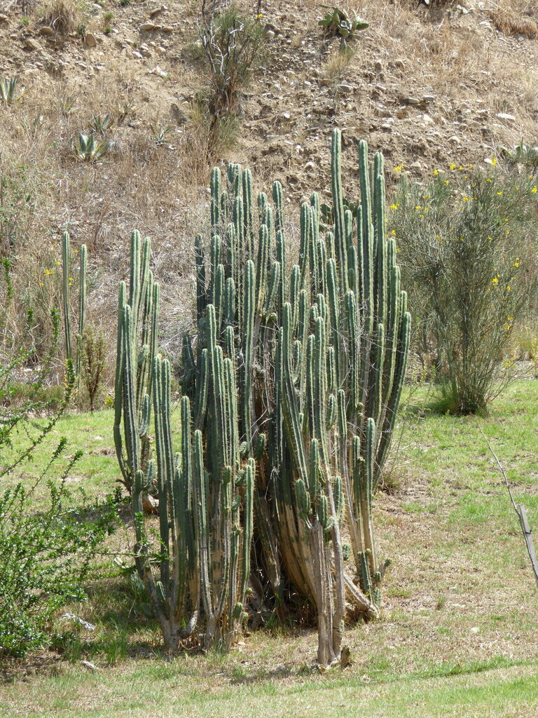 Bolivian torch cactus from Alto Miraflores Norte, La Paz, Bolivia on ...