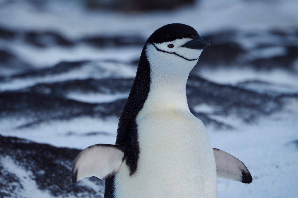 Chinstrap Penguin from Antarctica on January 25, 2018 at 07:13 AM by ...