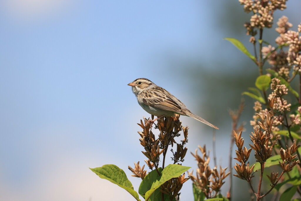 Clay-colored Sparrow from Ellis Bird Farm Prentiss Alberta Canada on ...