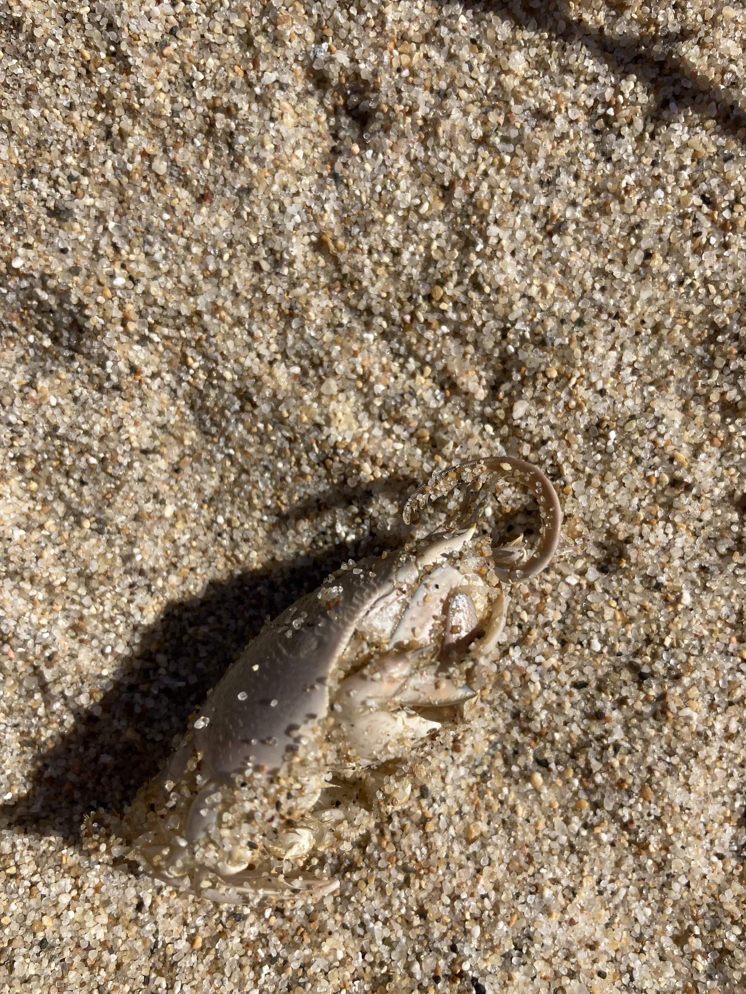 Emerita analoga (Stimpson, 1857)