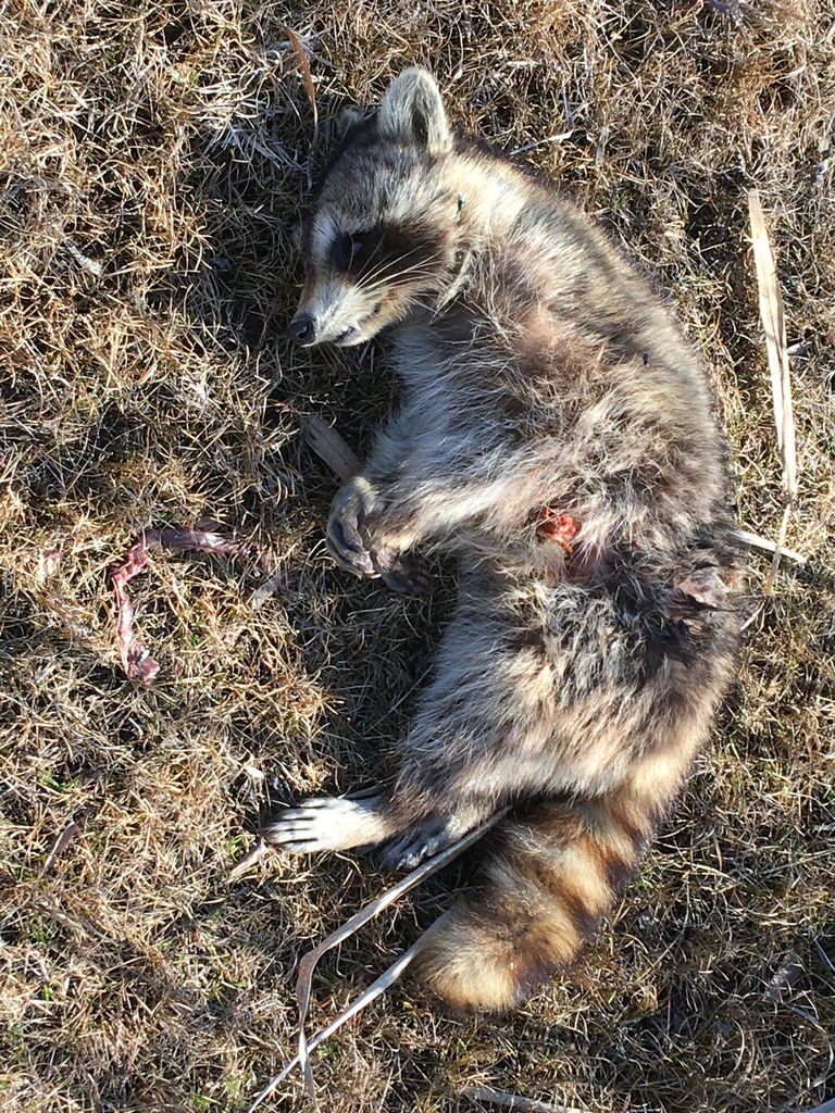 Common Raccoon from Marshy Creek, Queenstown, MD, US on February 14 ...