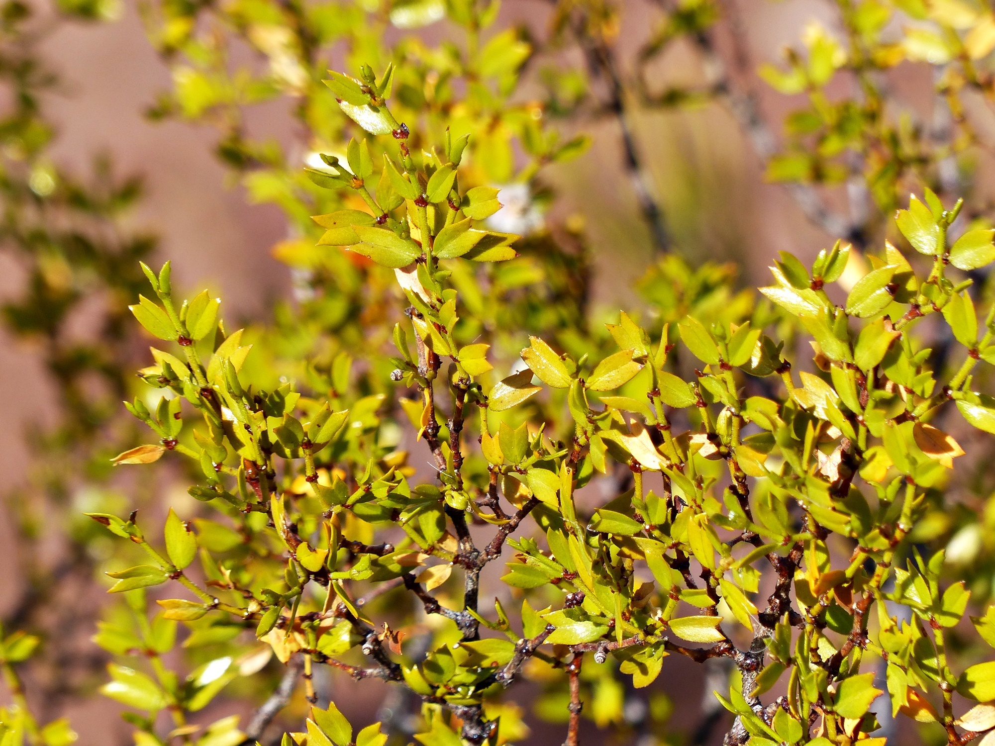 Larrea cuneifolia Cav.