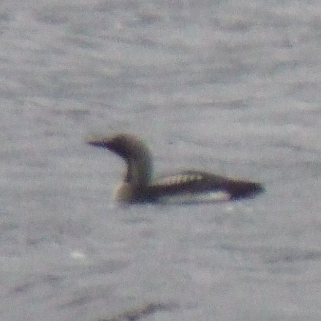 Arctic Loon from Argyll and Bute Council, UK on 19 June, 2007 at 09:39 ...