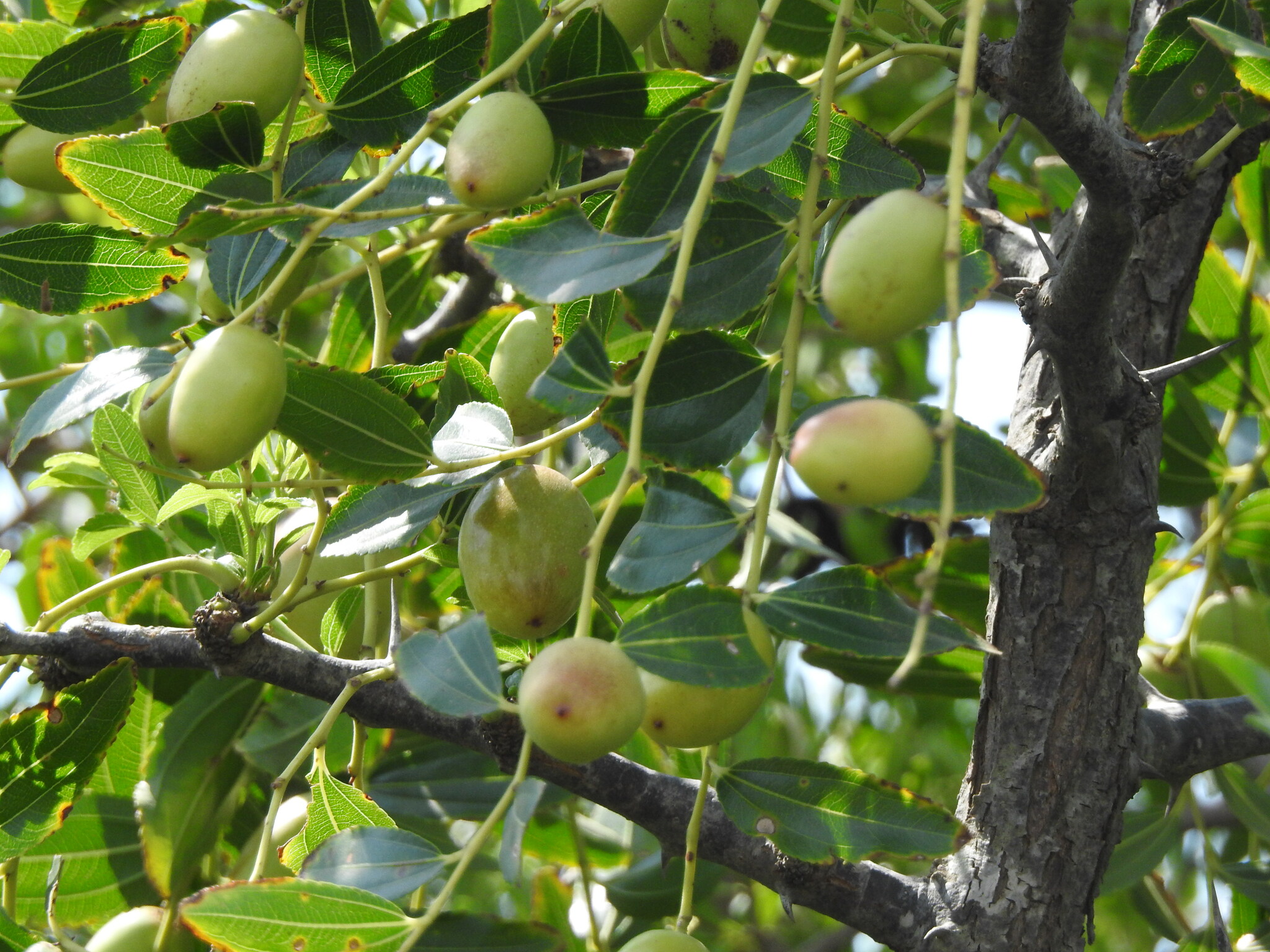 Ziziphus jujuba Mill.