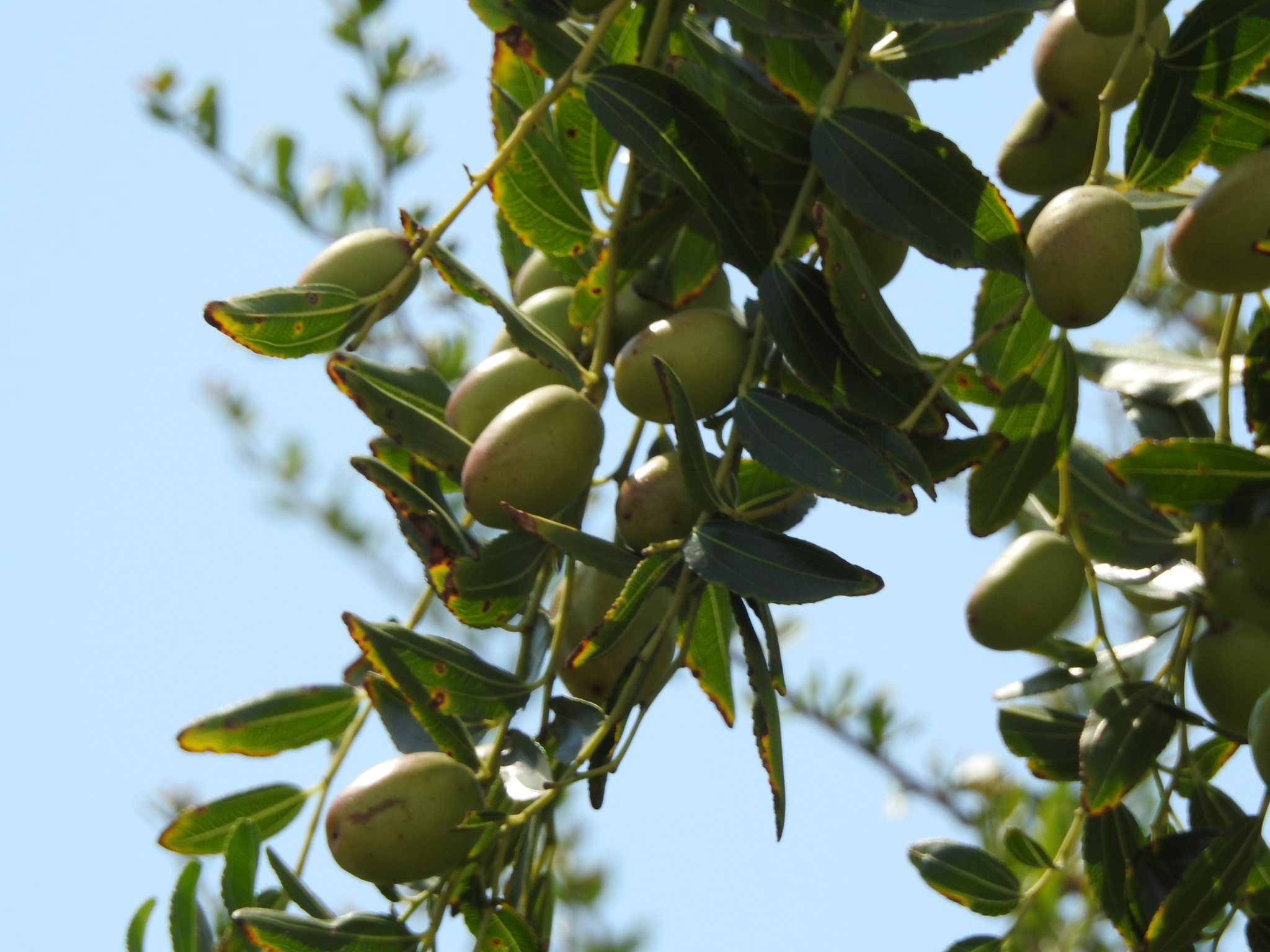 Ziziphus jujuba Mill.