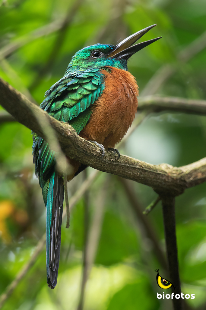 Great Jacamar from Limón, Costa Rica on January 15, 2020 at 01:17 PM by ...