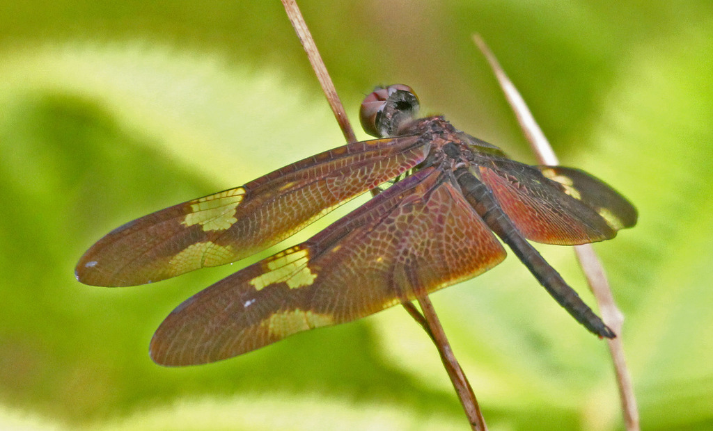 Sapphire Flutterer (Odonata of Indonesian) · iNaturalist