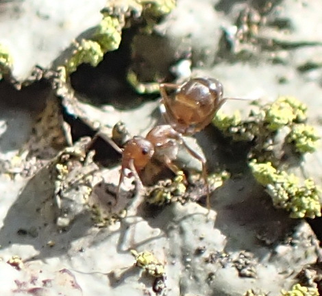 Pugnacious Ants and Allies from Keurbooms River Nature Reserve on ...