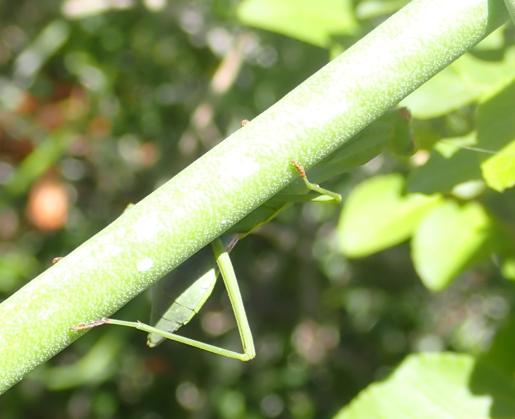 Common Green Mantis from Keurbooms River Nature Reserve on February 10 ...