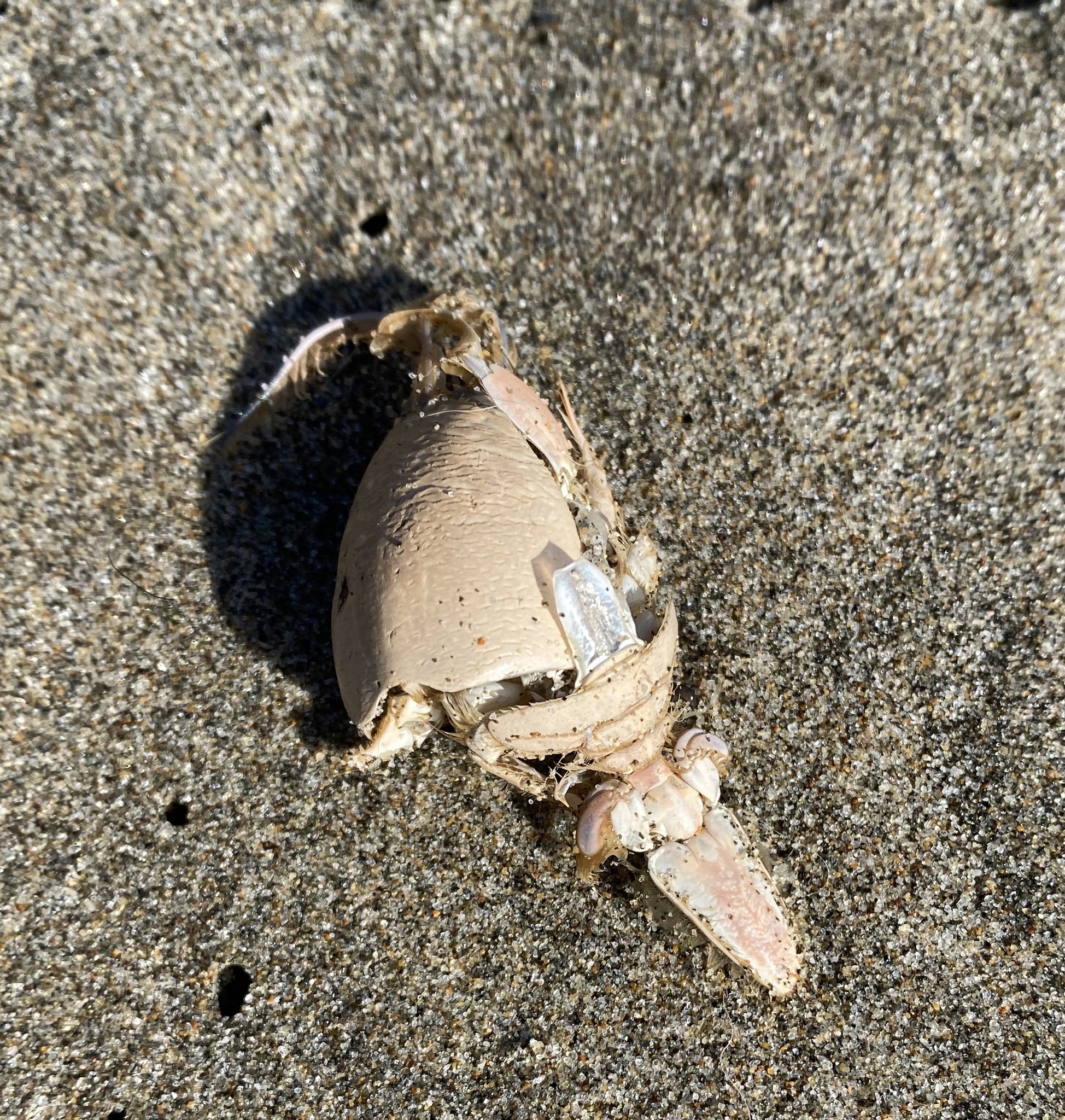 Emerita analoga (Stimpson, 1857)