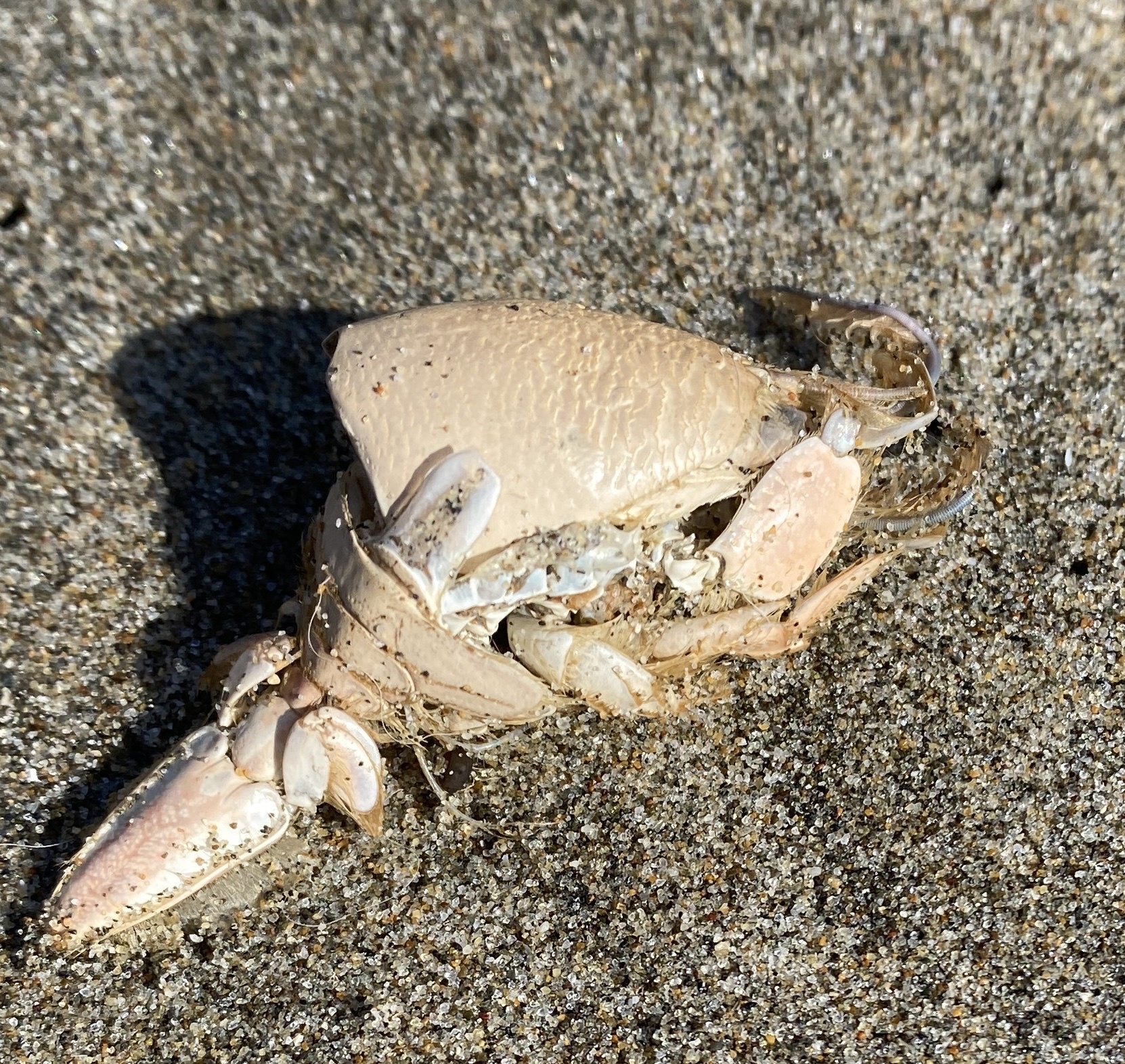 Emerita analoga (Stimpson, 1857)