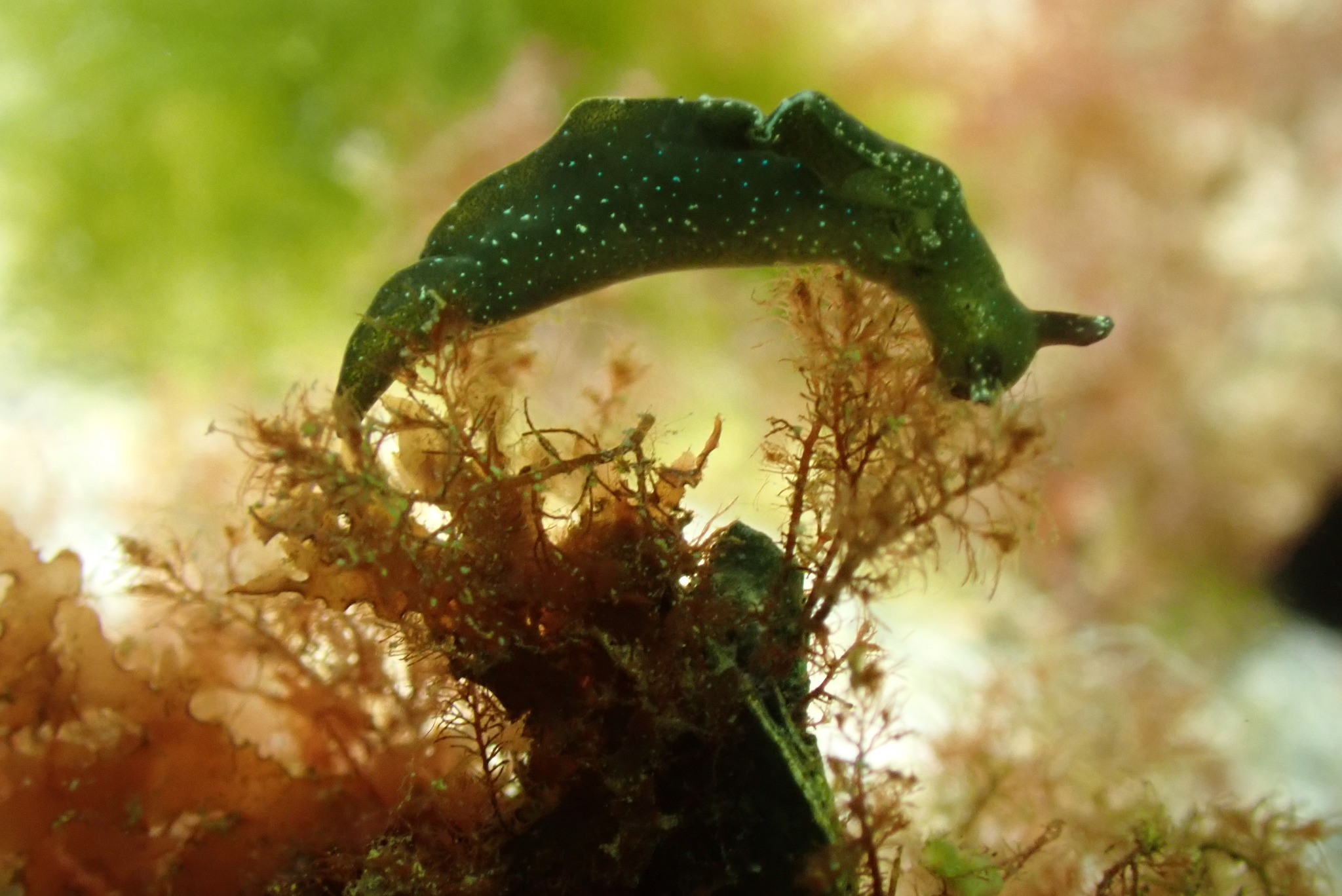 Elysia viridis (Montagu, 1804)