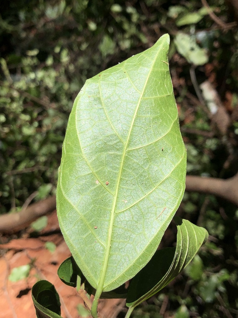 sandpaper fig from Rosebank, NSW, AU on February 5, 2023 at 01:45 PM by ...