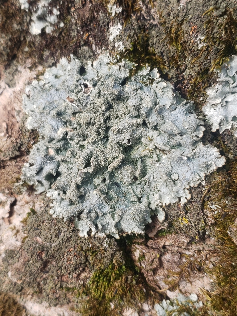 typical shield lichens from Lion's Head, ON N0H 1W0, Canada on February ...
