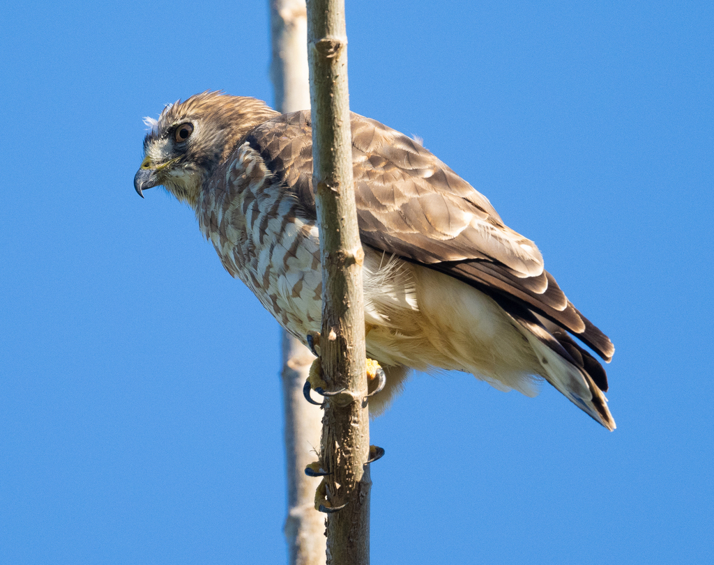 Broad-winged Hawk from Collier, Florida, United States on February 14 ...