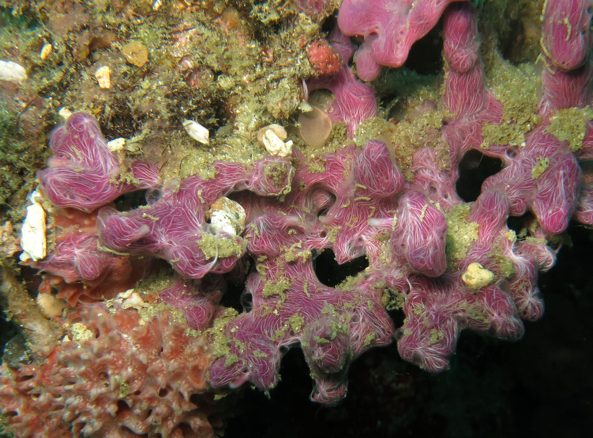 Chalinula nematifera (de Laubenfels, 1954)