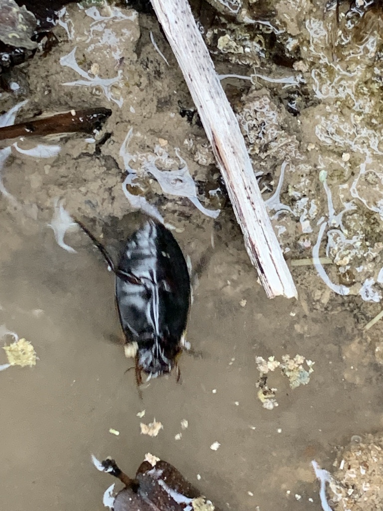 large-grooved diving beetle from Alcoi, Alicante, ES on February 14 ...