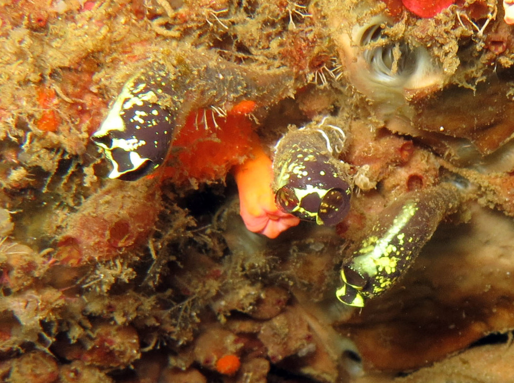 Clavelina viola from Lembeh Strait, Indonésie on July 15, 2017 at 09:30 ...