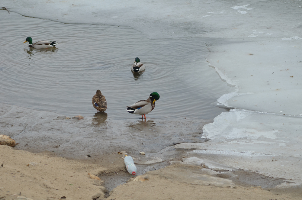 Mallard from Юж. административный округ, Москва, Россия on January 25 ...