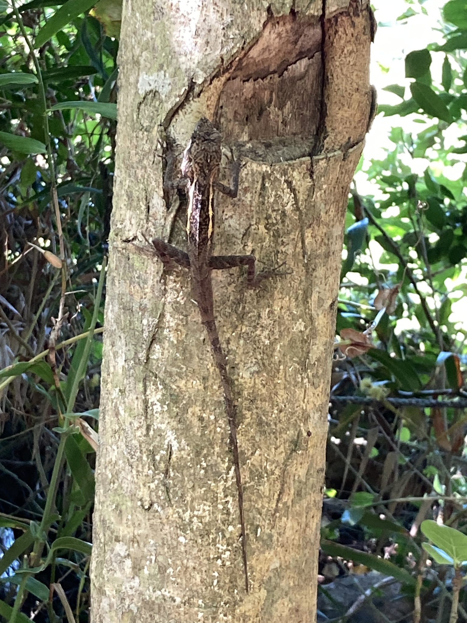 Diploderma swinhonis (Günther, 1864)