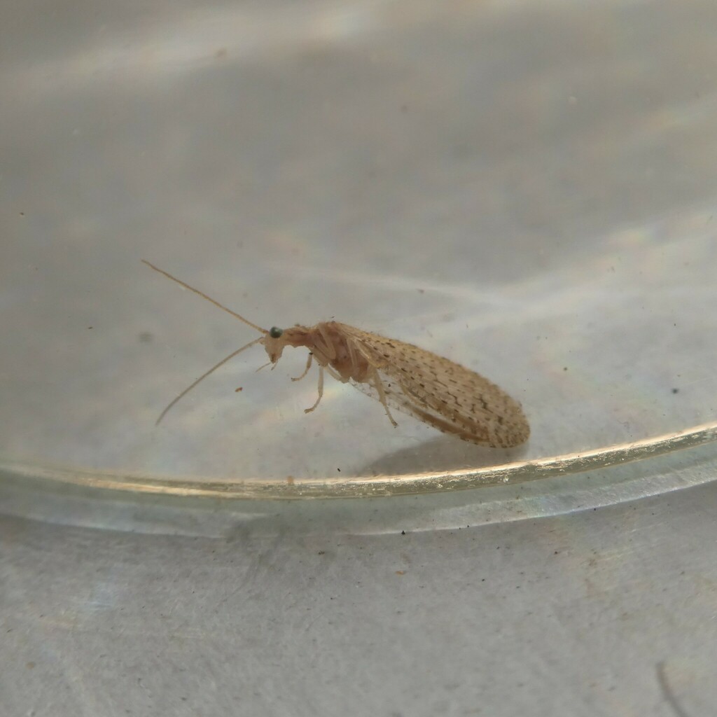 Tasmanian Brown Lacewing in February 2023 by Chris Seager · iNaturalist