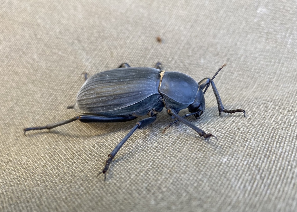 Egyptian Beetle from Coringle Dr, Port Rickaby, SA, AU on February 15 ...